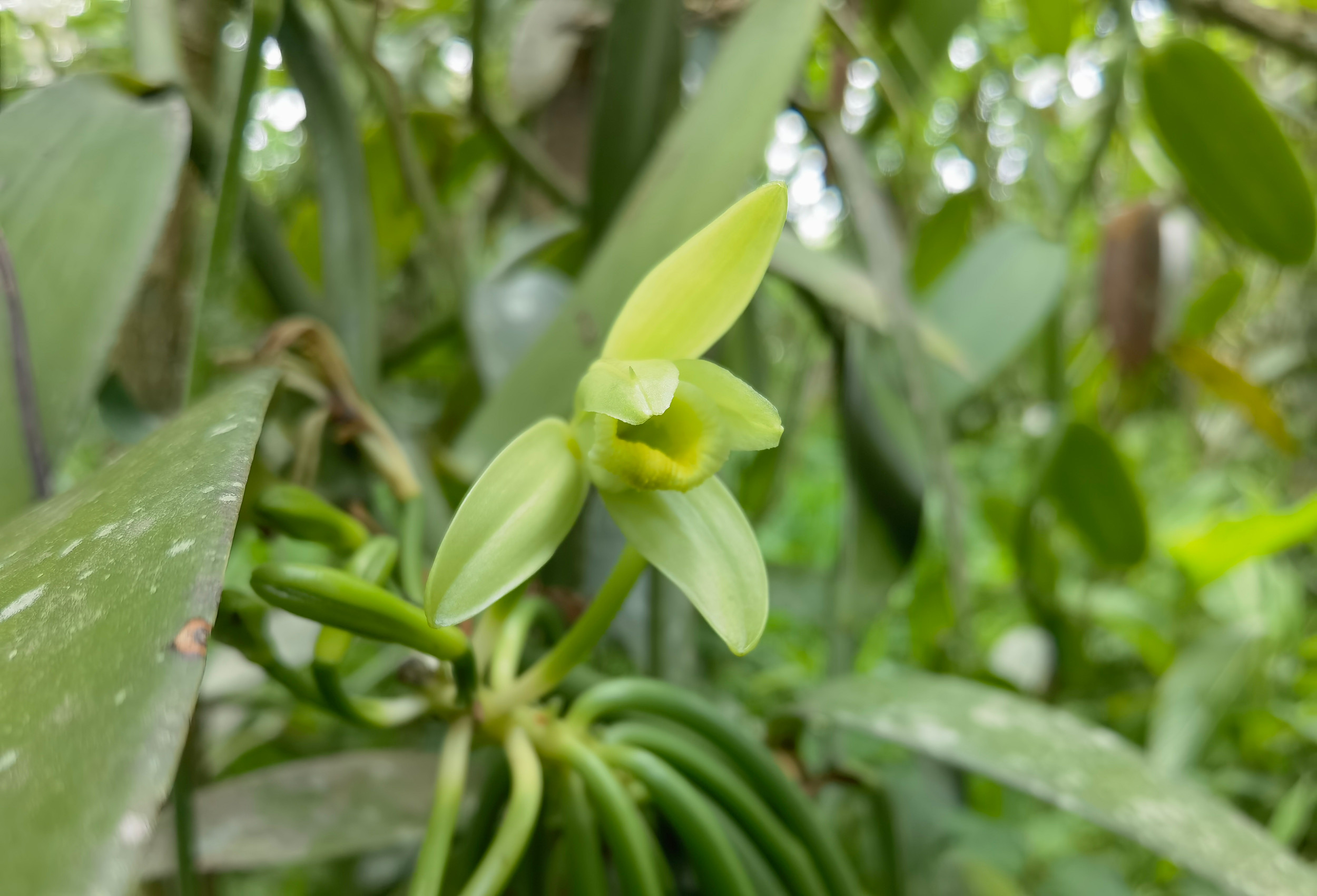 Visionfood - International wholesaler of spices